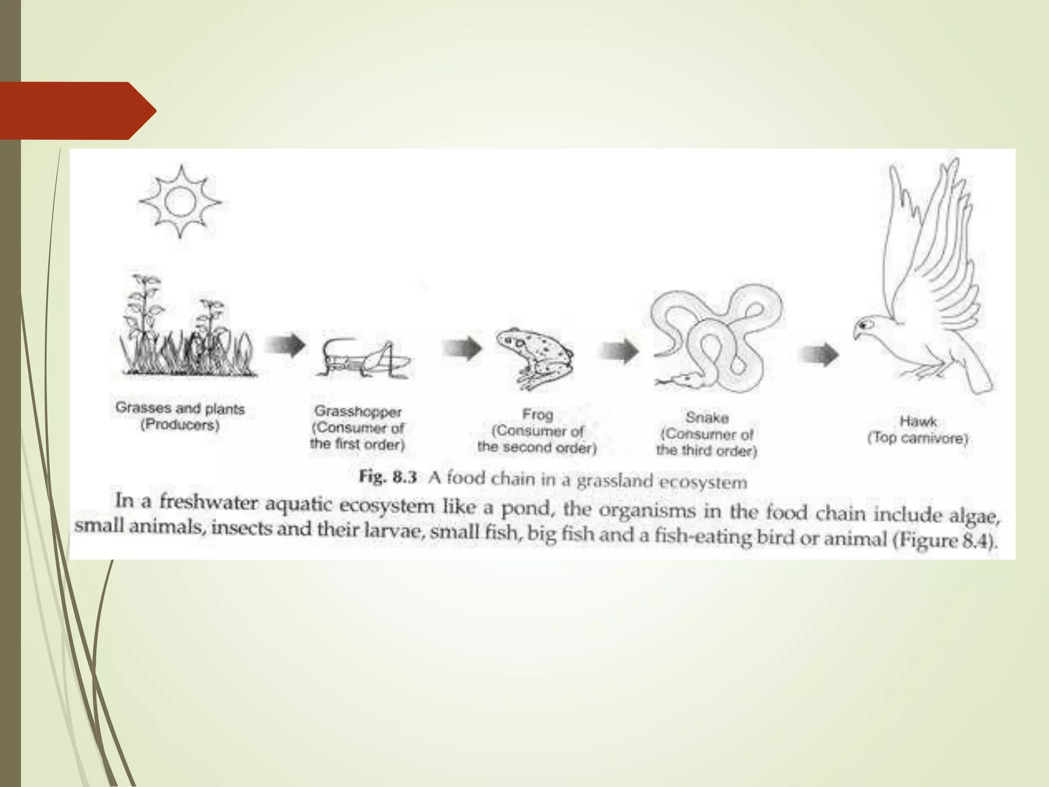Lecture 5ppt Food chain, food web, ecological pyramids | PDF ...