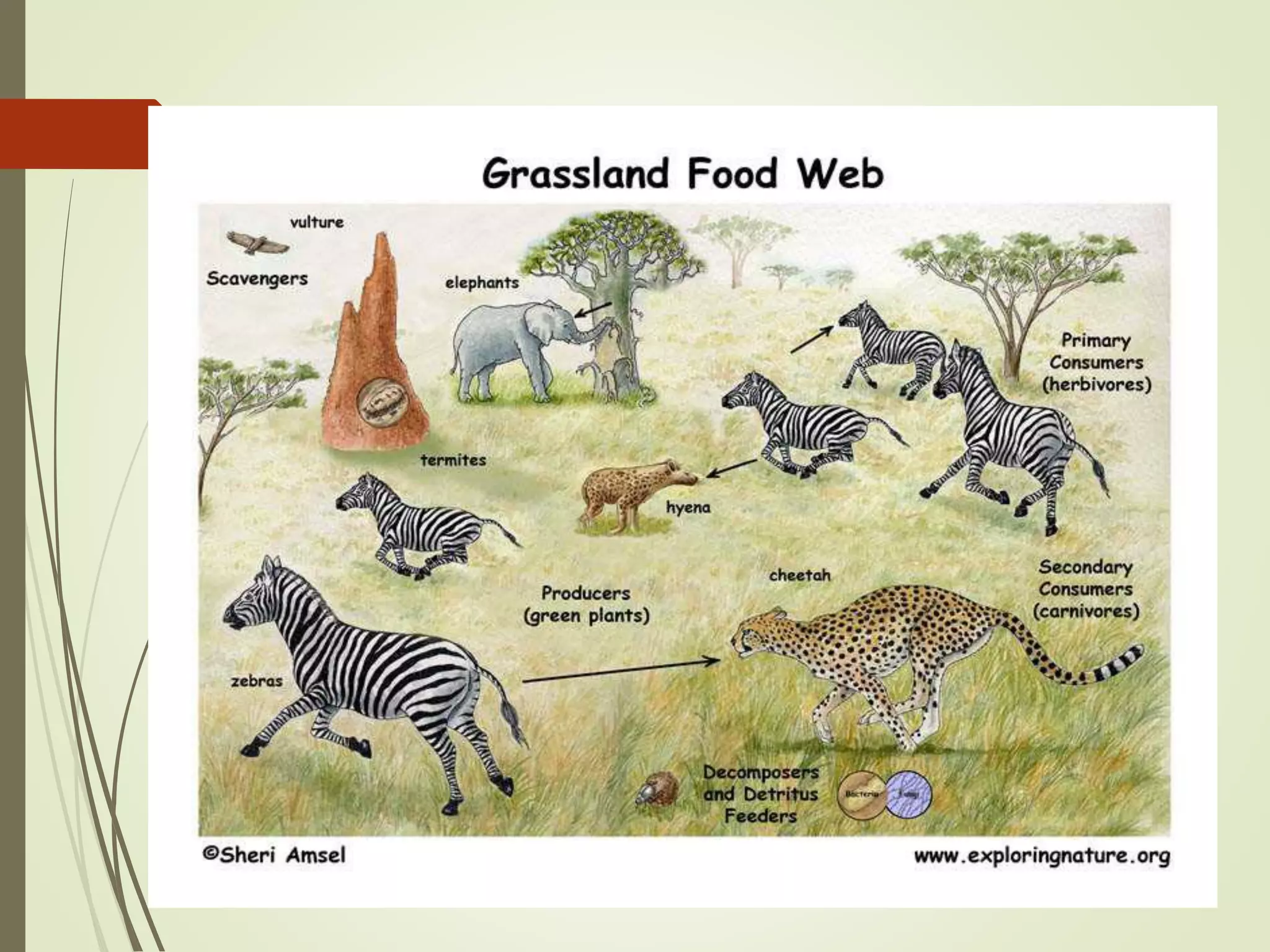Lecture 5ppt Food chain, food web, ecological pyramids | PDF ...