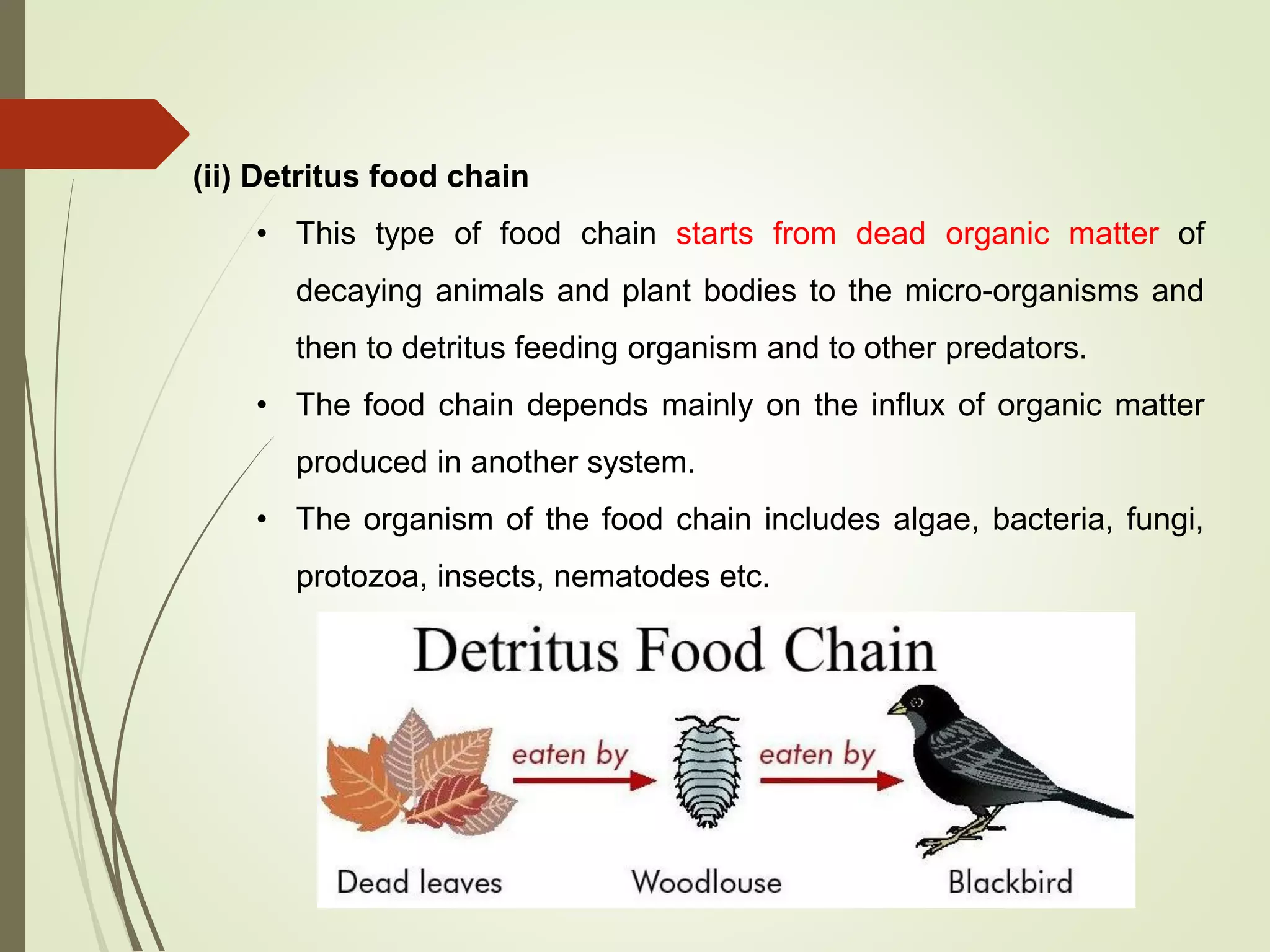 Lecture 5ppt Food chain, food web, ecological pyramids | PDF