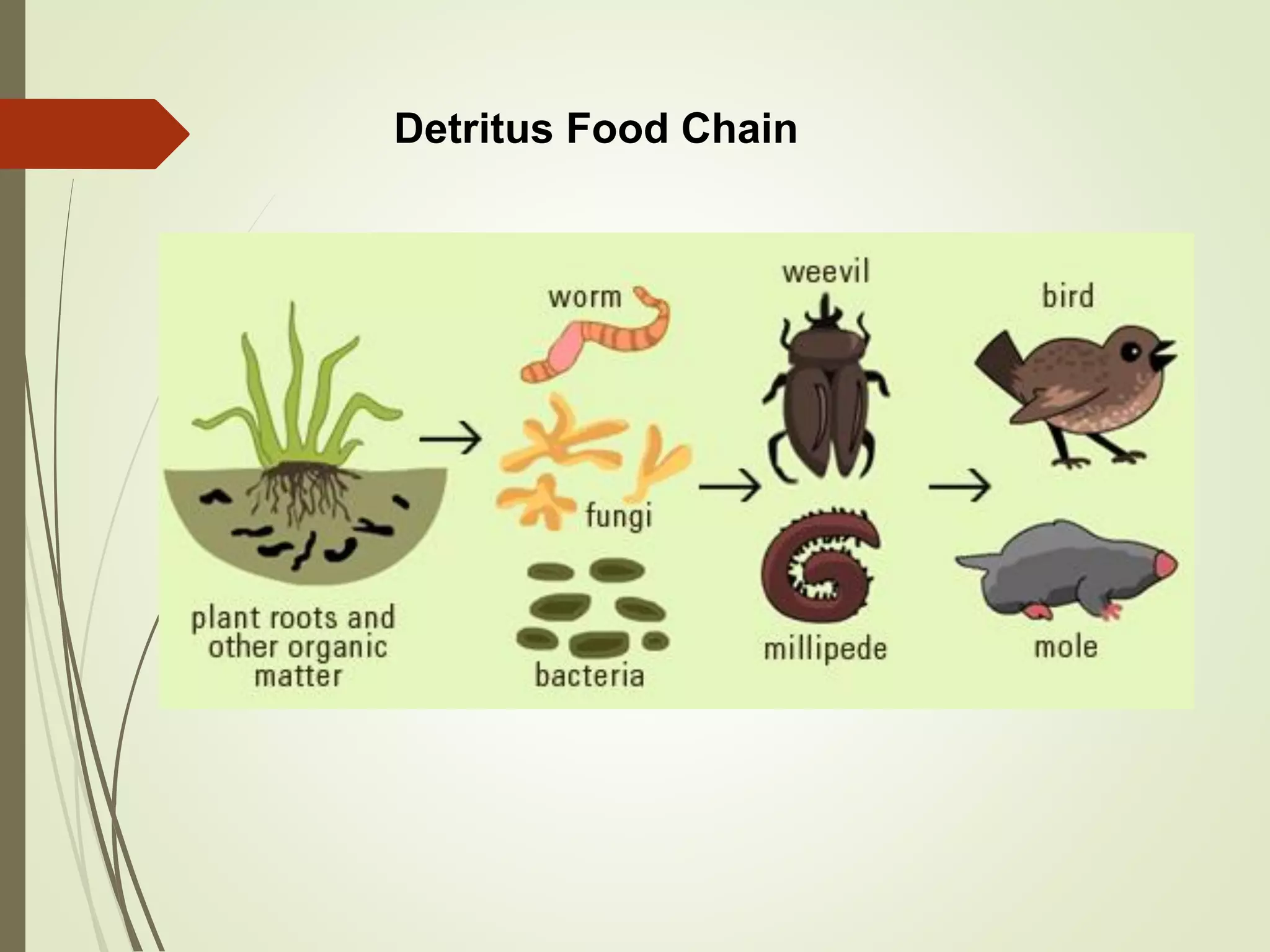 Lecture 5ppt Food chain, food web, ecological pyramids | PDF
