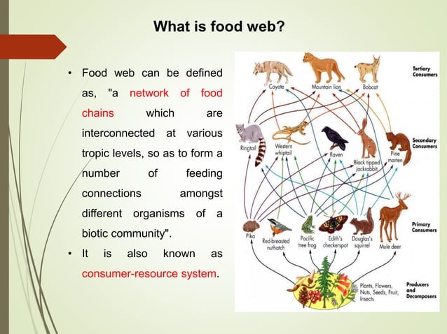 Lecture 5ppt Food chain, food web, ecological pyramids | PDF ...