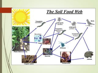 Lecture 5ppt Food chain, food web, ecological pyramids | PDF