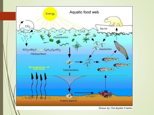 Lecture 5ppt Food chain, food web, ecological pyramids | PDF ...