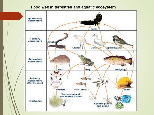 Lecture 5ppt Food chain, food web, ecological pyramids | PDF ...