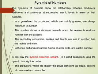 Lecture 5ppt Food chain, food web, ecological pyramids | PDF