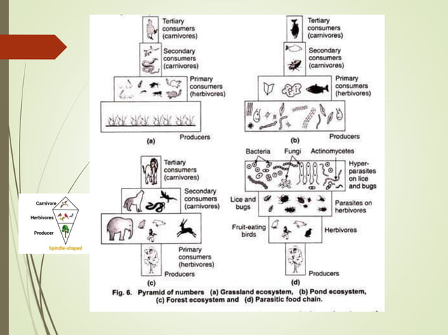 Lecture 5ppt Food chain, food web, ecological pyramids | PDF ...