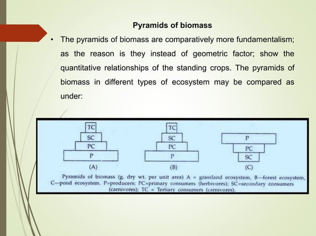 Lecture 5ppt Food chain, food web, ecological pyramids | PDF | Geography | Science