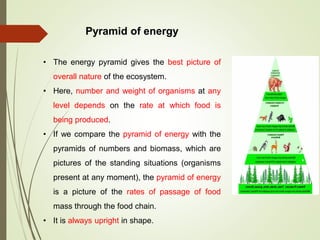 Lecture 5ppt Food chain, food web, ecological pyramids | PDF