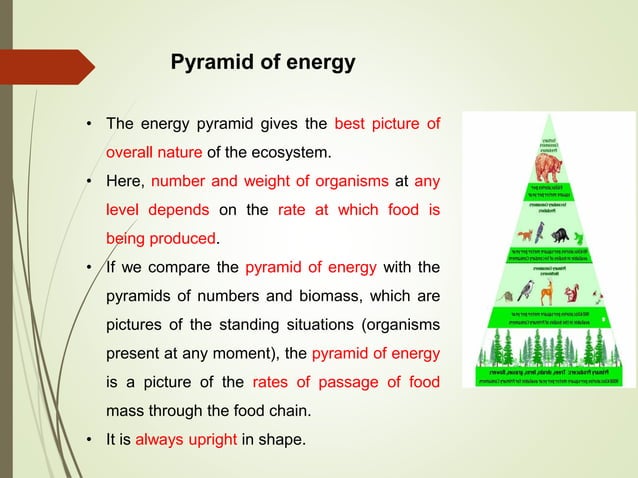 Lecture 5ppt Food chain, food web, ecological pyramids | PDF ...