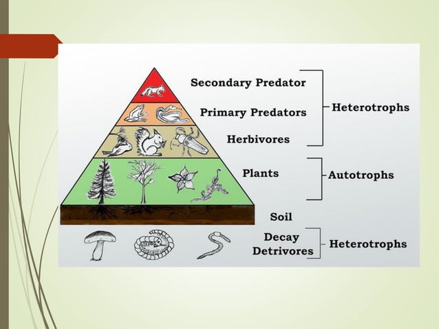 Lecture 5ppt Food chain, food web, ecological pyramids | PDF ...