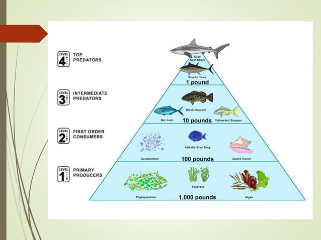 Lecture 5ppt Food chain, food web, ecological pyramids | PDF ...