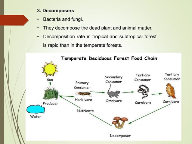 Lecture 5ppt Food chain, food web, ecological pyramids | PDF ...