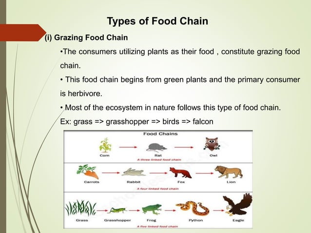 Lecture 5ppt Food chain, food web, ecological pyramids | PDF ...