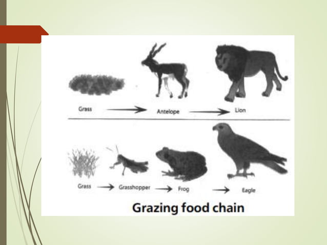 Lecture 5ppt Food chain, food web, ecological pyramids | PDF ...