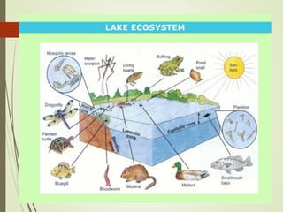 Lecture 5ppt Food chain, food web, ecological pyramids | PDF