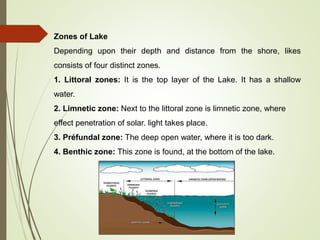 Lecture 5ppt Food chain, food web, ecological pyramids | PDF