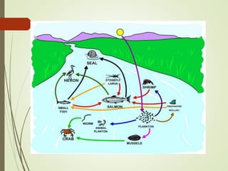 Lecture 5ppt Food chain, food web, ecological pyramids | PDF