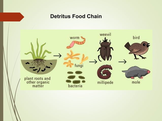 Lecture 5ppt Food chain, food web, ecological pyramids | PDF ...