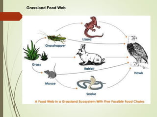 Grassland Ecosystem Food Web