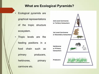 Tropical Rainforest Food Pyramid
