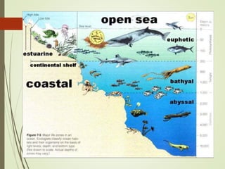 Open Ocean Food Web