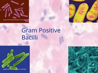 GRAM POSITIVE BACTERIA SHORT PRESENTATION | PPTX