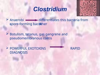 GRAM POSITIVE BACTERIA SHORT PRESENTATION | PPTX
