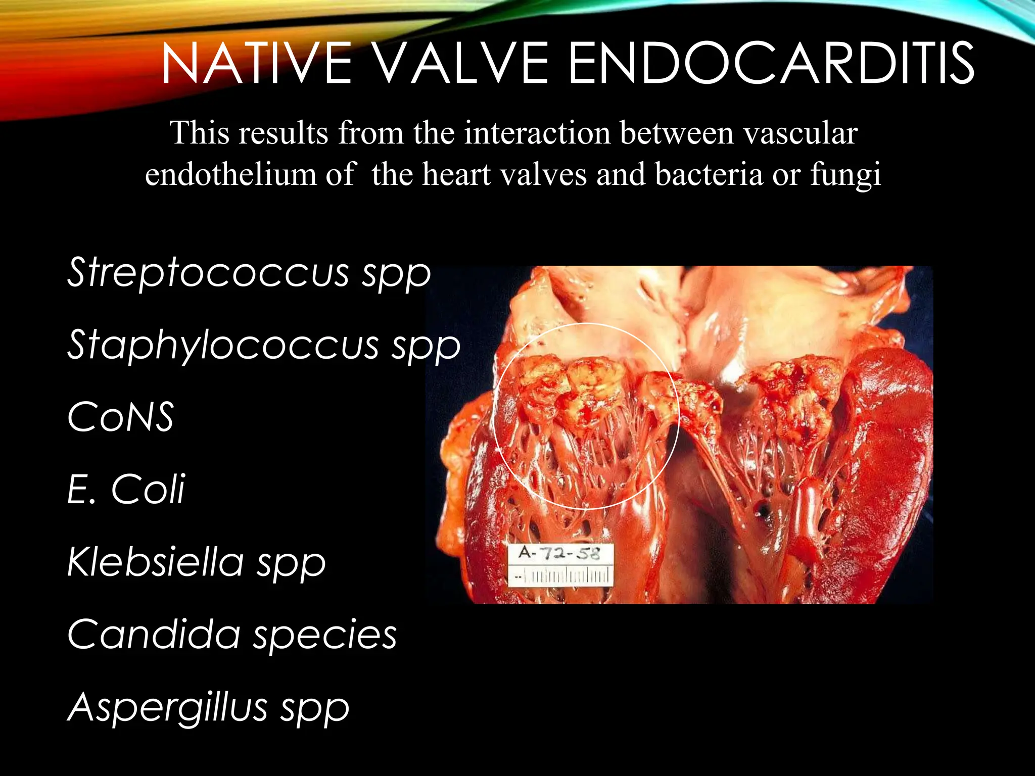 Biofilm formstion lecture (ppt)MicroECO.pdf
