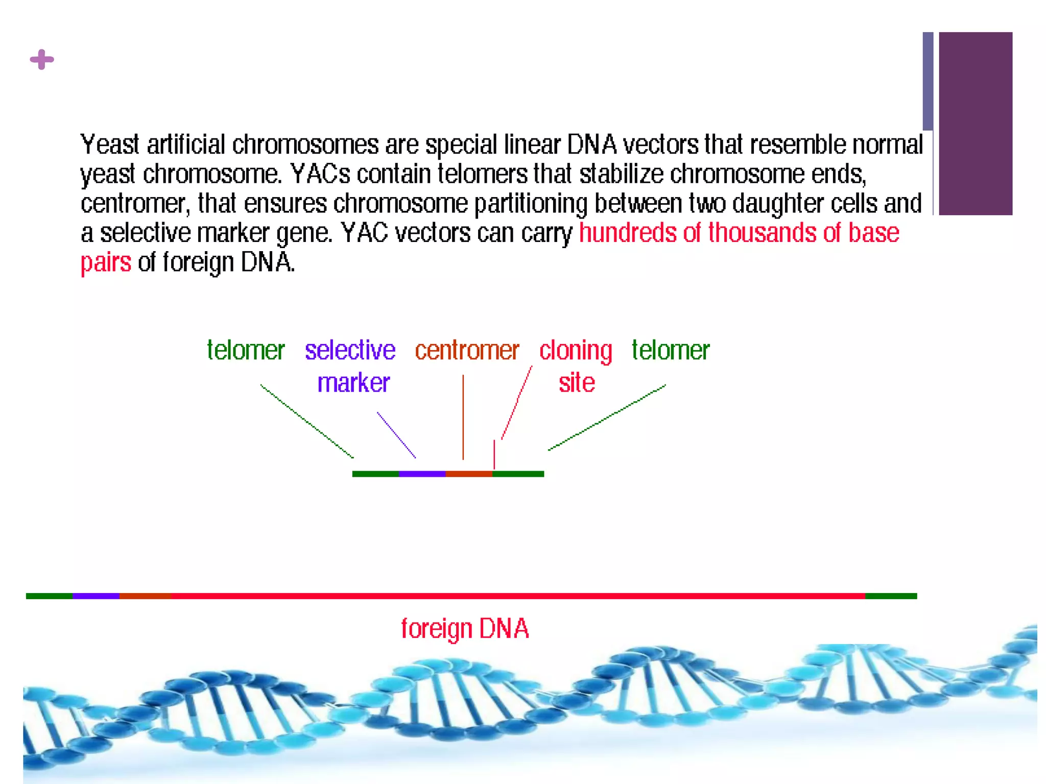 LECTURE 5_Principle of Cloning.pdf
