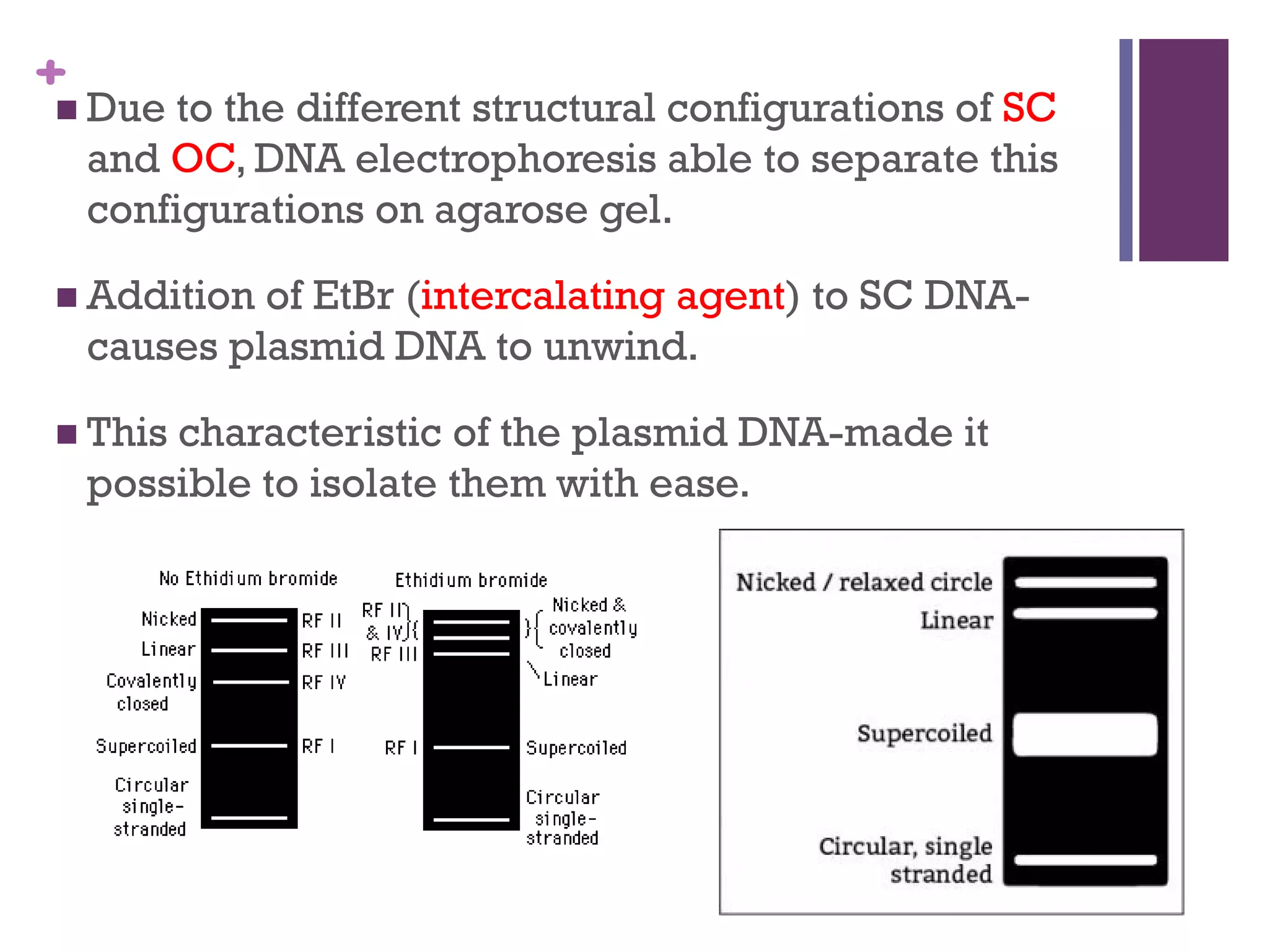 LECTURE 5_Principle of Cloning.pdf