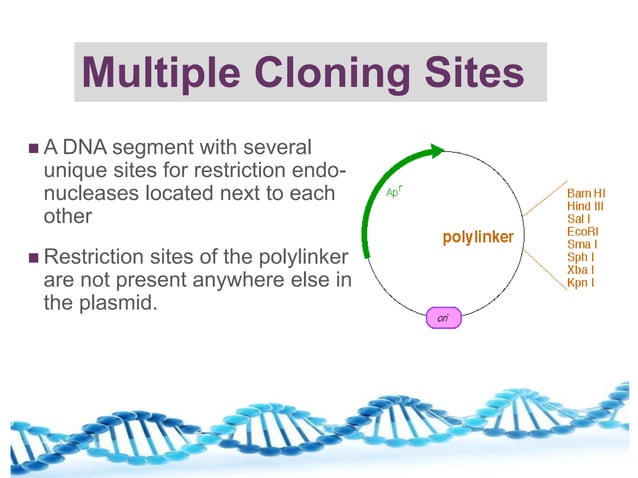 LECTURE 5_Principle of Cloning.pdf