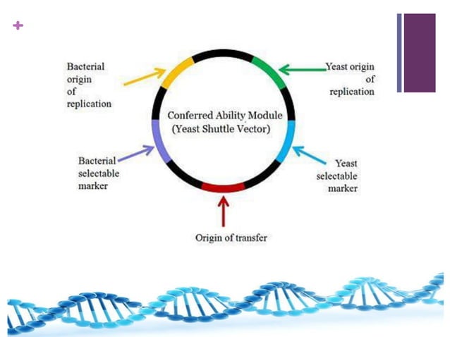 LECTURE 5_Principle of Cloning.pdf