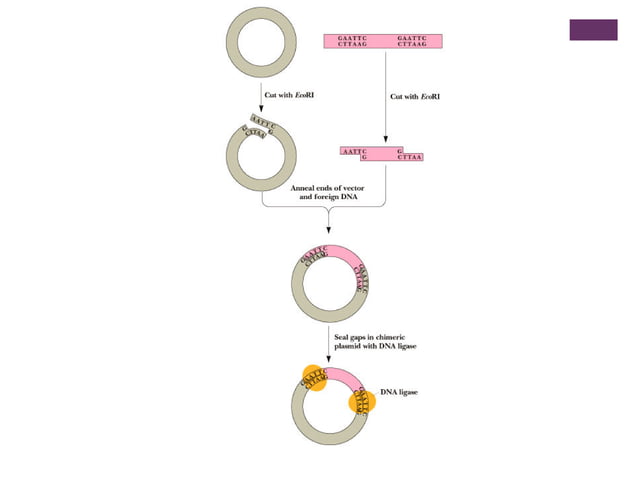 LECTURE 5_Principle of Cloning.pdf