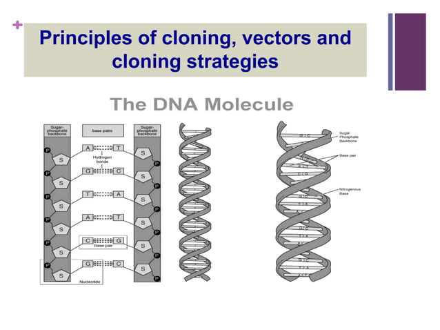 LECTURE 5_Principle of Cloning.pdf