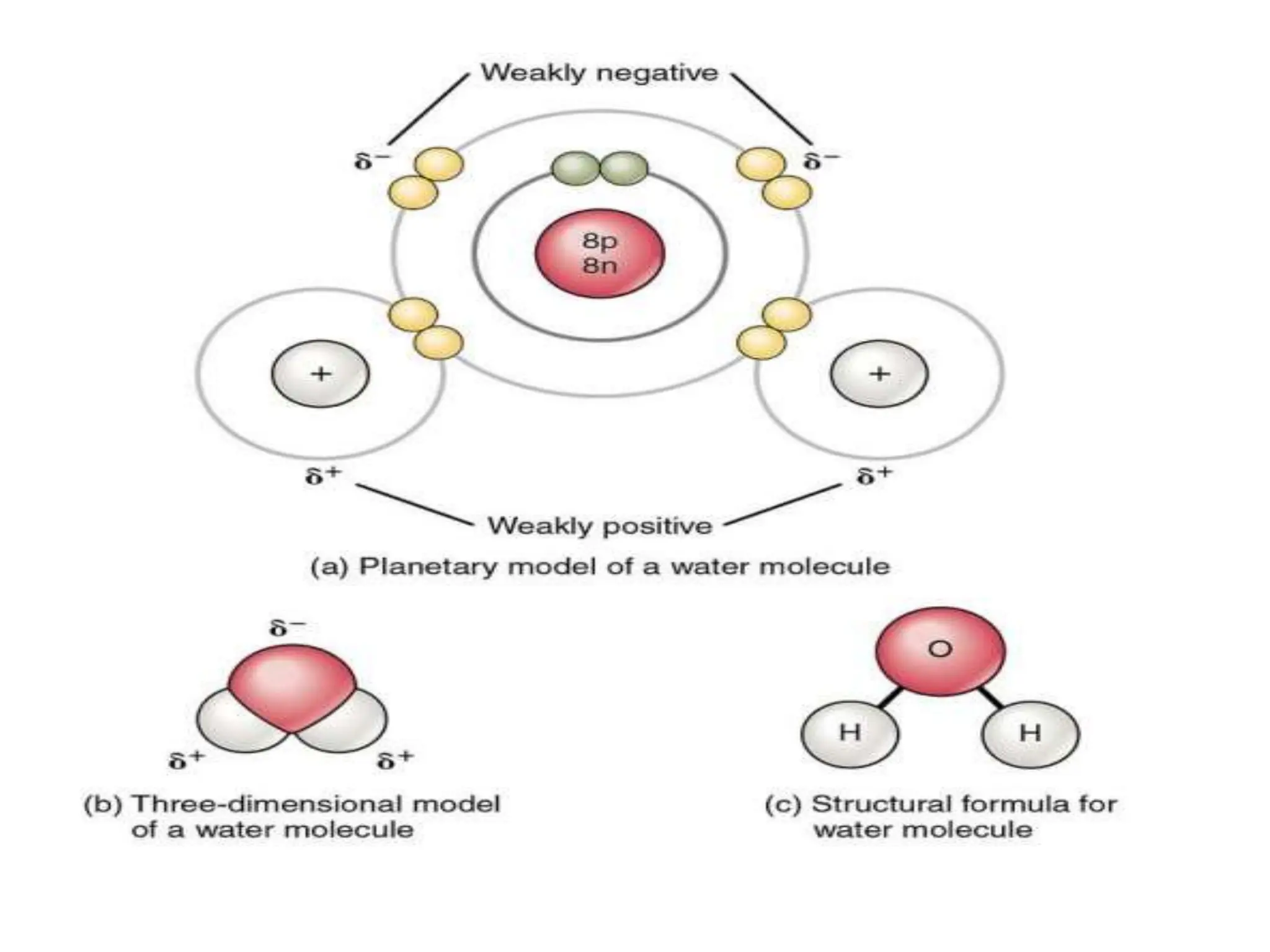 lecture 5 Structure and properties of water.pptx