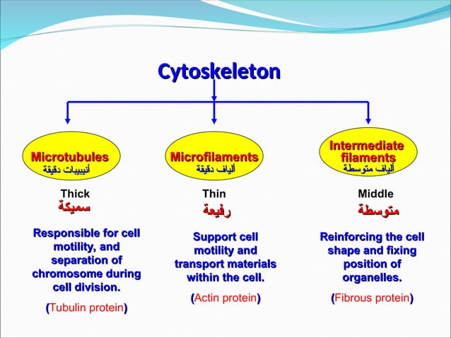lecture_5_the_cell_4ppppppppppppppppp.ppt