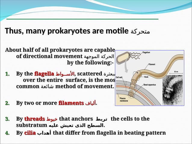 lecture_5_the_cell_4ppppppppppppppppp.ppt