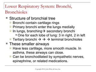 Lecture 5 the respiratory system | PPT