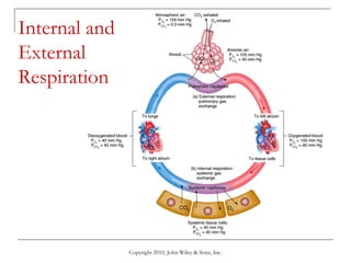 Lecture 5 the respiratory system | PPT