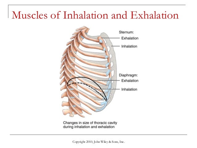 Lecture 5 the respiratory system