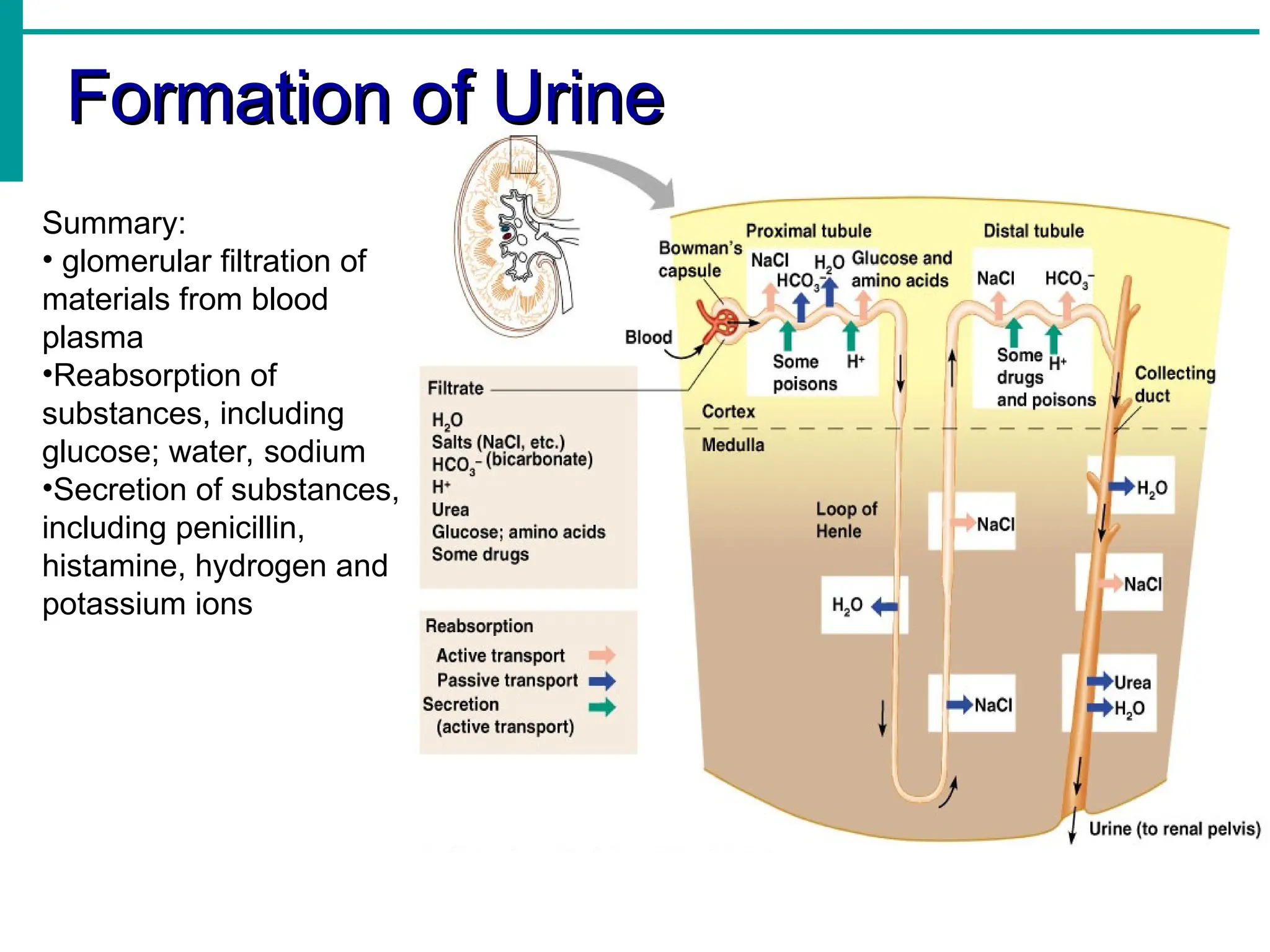 LECTURE 5 URINARY SYSTEM physiology s.ppt