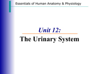 Lecture 5 Urinary System Physiology S Ppt