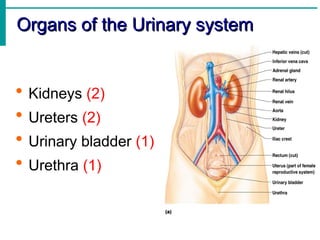 LECTURE 5 URINARY SYSTEM physiology s.ppt