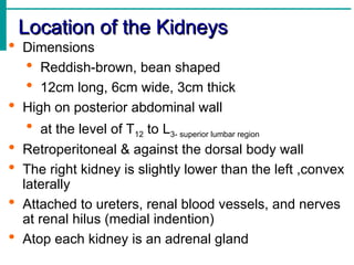LECTURE 5 URINARY SYSTEM physiology s.ppt