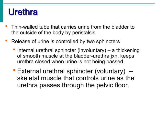 LECTURE 5 URINARY SYSTEM physiology s.ppt