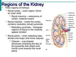 LECTURE 5 URINARY SYSTEM physiology s.ppt