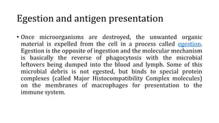 Phagocytosis | PPTX