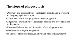 Phagocytosis | PPTX