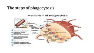 Phagocytosis | PPTX