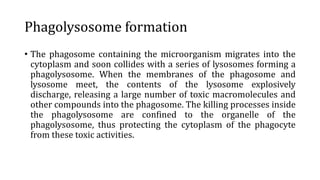 Phagocytosis | PPTX